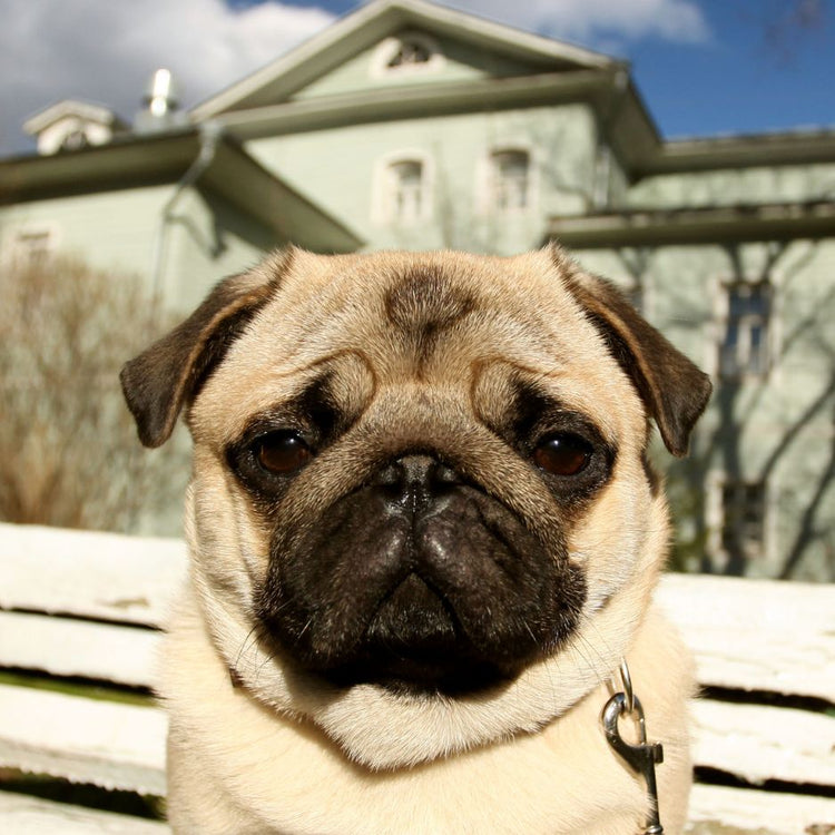 Pug Dog Price in India, Care, Temperament & Complete Guide 2025 – HankPets | HANK