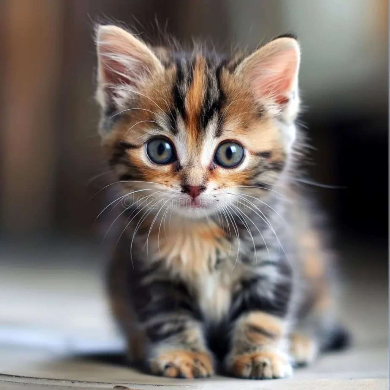 Charming Calicos Kitten for Sale – Playful, Healthy & Affectionate Pet ...