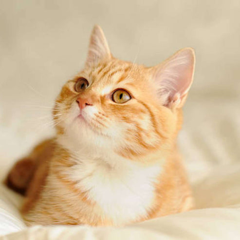 Buy Ginger Kittens Online | Playful, Loving and Orange Cats for Sale ...