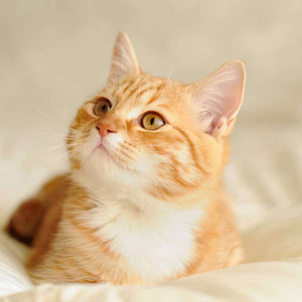 Buy Ginger Kittens Online | Playful, Loving and Orange Cats for Sale ...