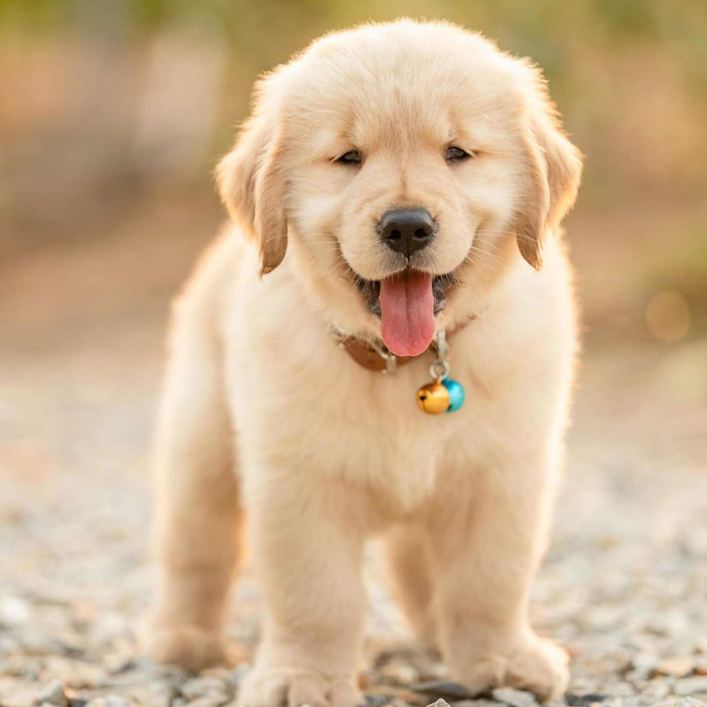 Buy Golden Retriever Puppies | Perfect Family Pets – HankPets | HANK